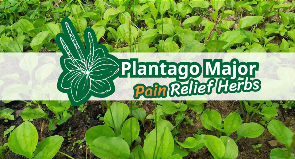 Plantago major pain relief herbs – Novolife